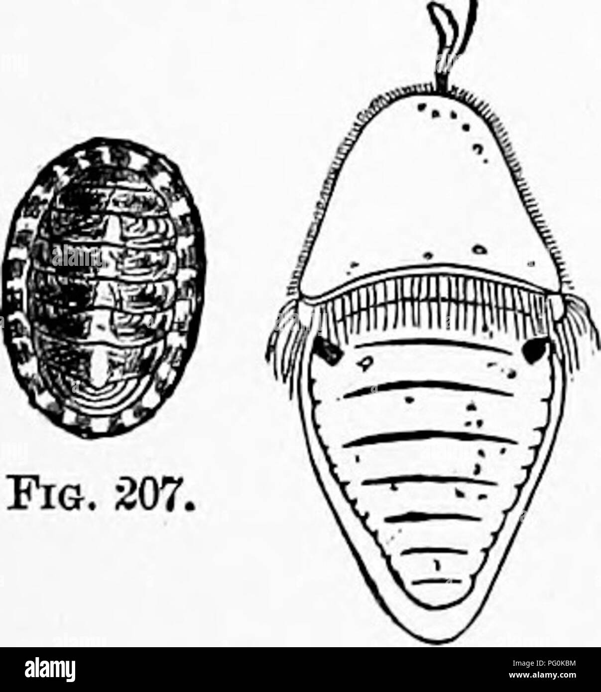 Chiton Black and White Stock Photos & Images - Alamy