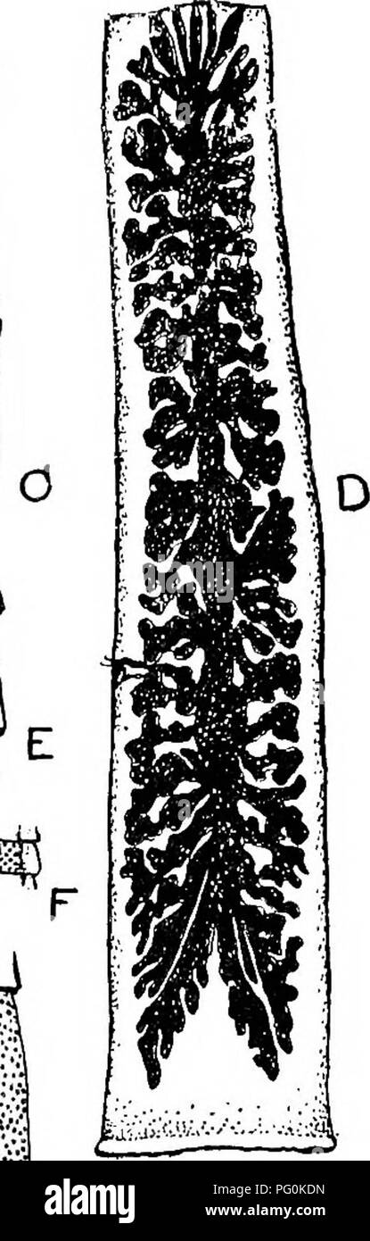 This image highlights various tapeworm species as human parasites ...