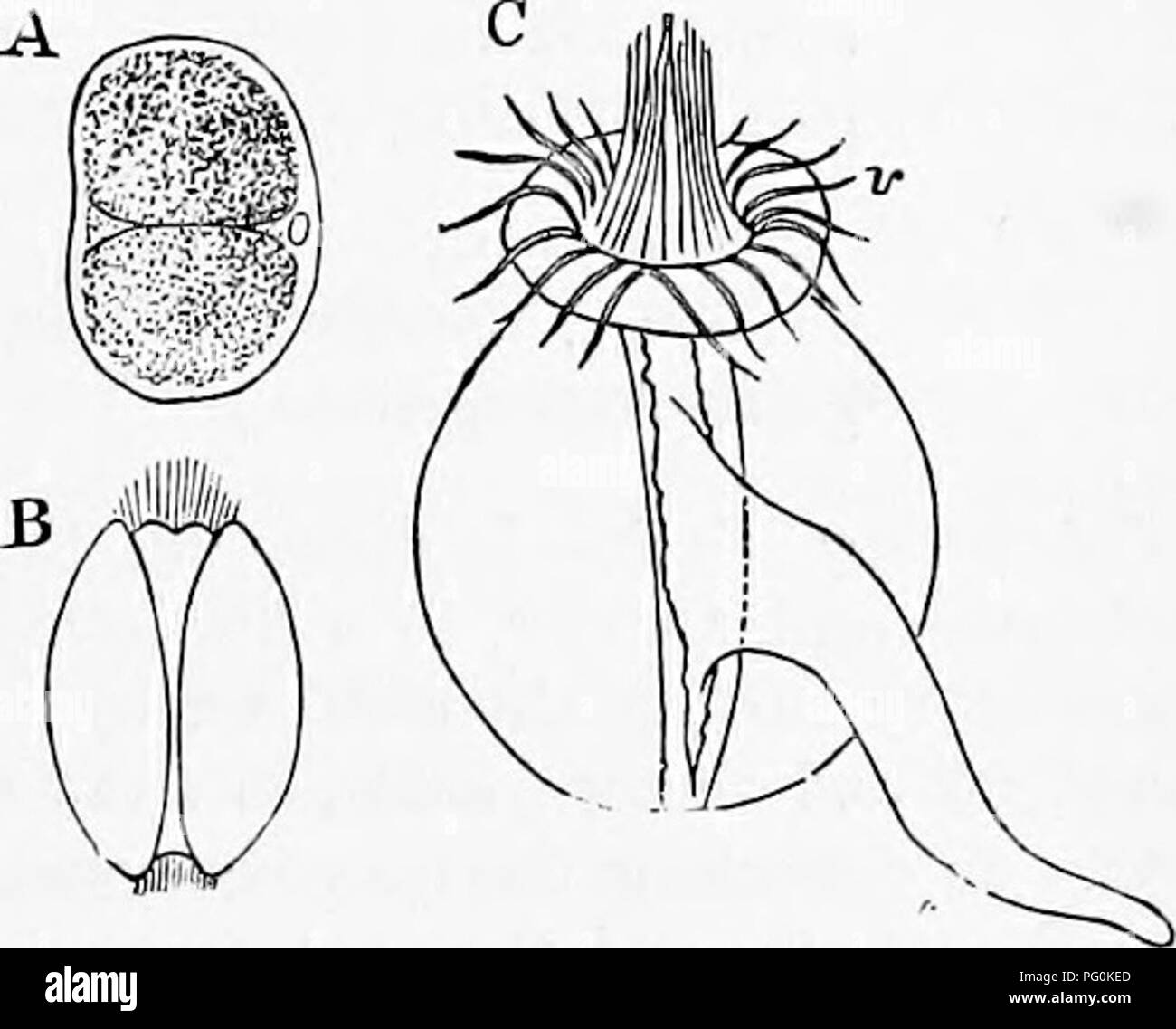 This image from *Zoology for Students and General Readers* features the ...