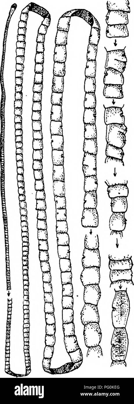 Chapter XIII of 'Animal Parasites and Human Disease' explores tapeworms ...
