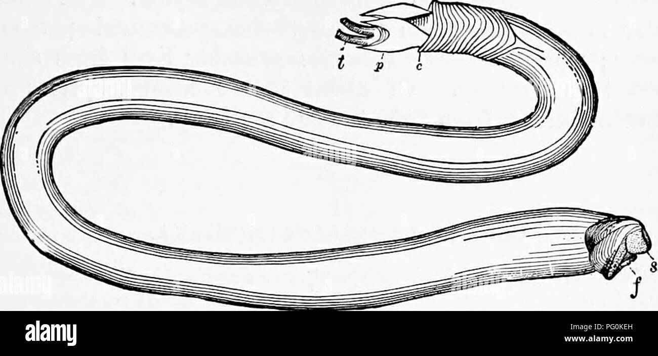 This zoology textbook explains the development of marine organisms ...