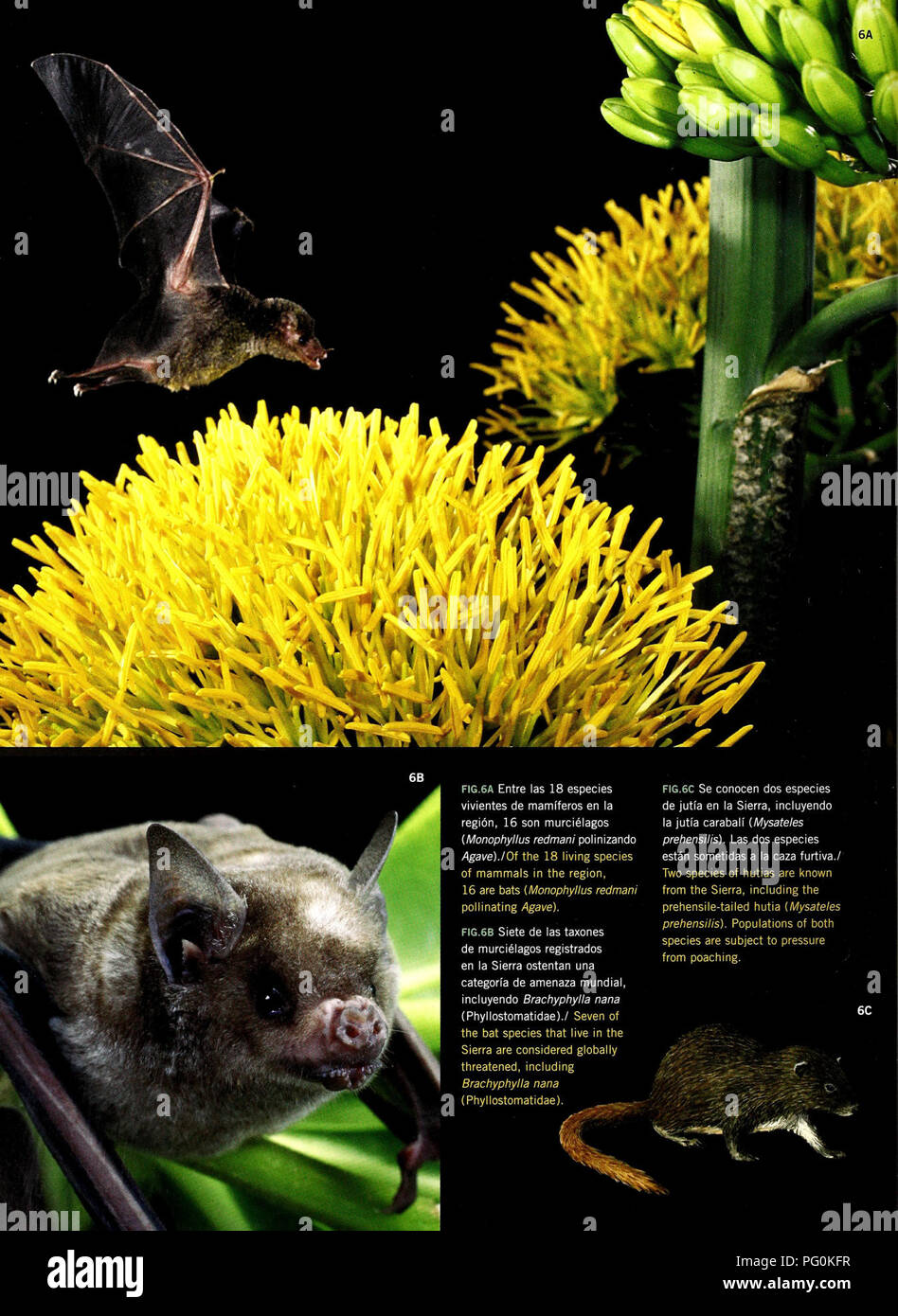 This image depicts the biodiversity of Camagüey and Sierra de Cubitas ...