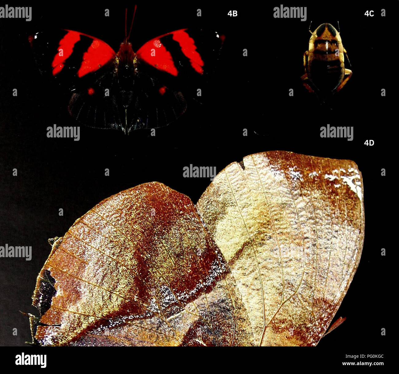 . Cuba : Camagüey, Sierra de Cubitas. Natural history; Ecological ...