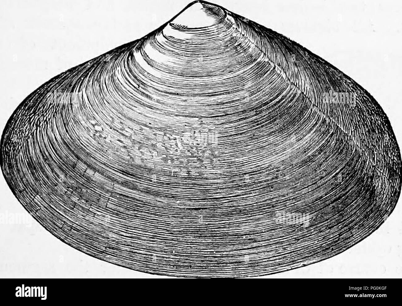 This text describes the process of pearl formation in bivalve mollusks ...