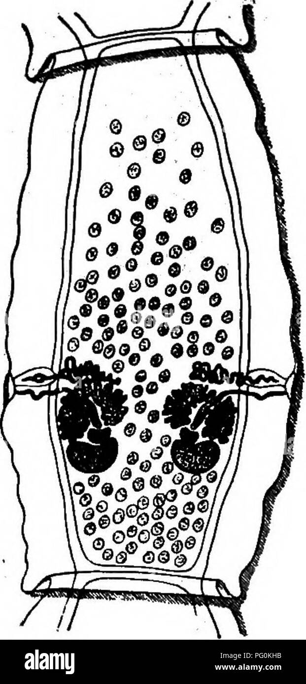 This work discusses how dogs can transmit diseases and parasites to ...