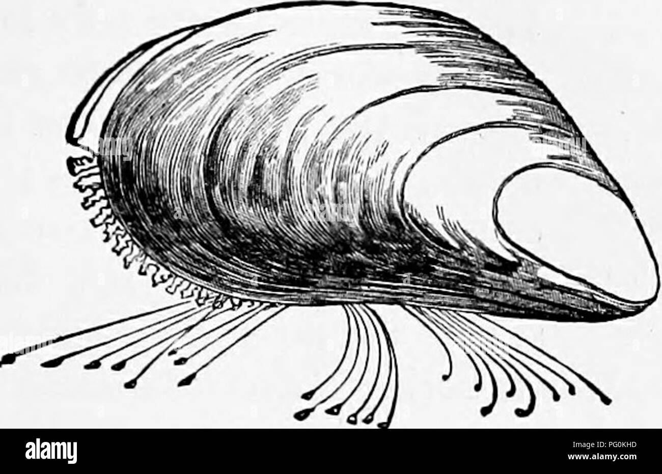 This illustration in zoology showcases a typical bivalve species ...