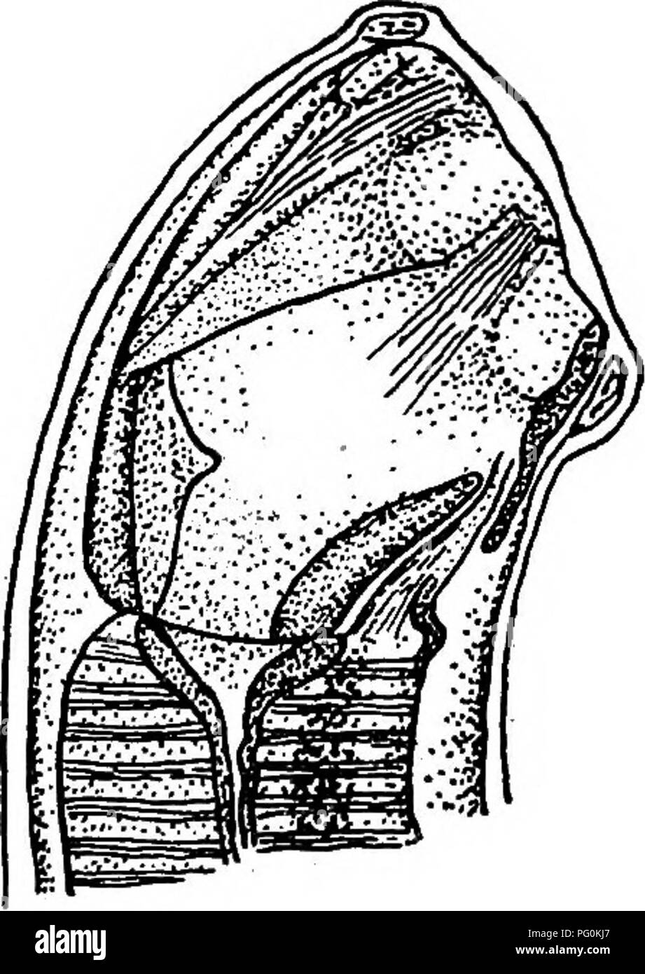 This publication examines the role of dogs as carriers of parasites and ...