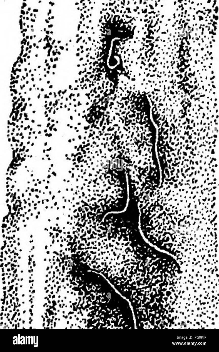 Uncinaria stenocephala hi-res stock photography and images - Alamy