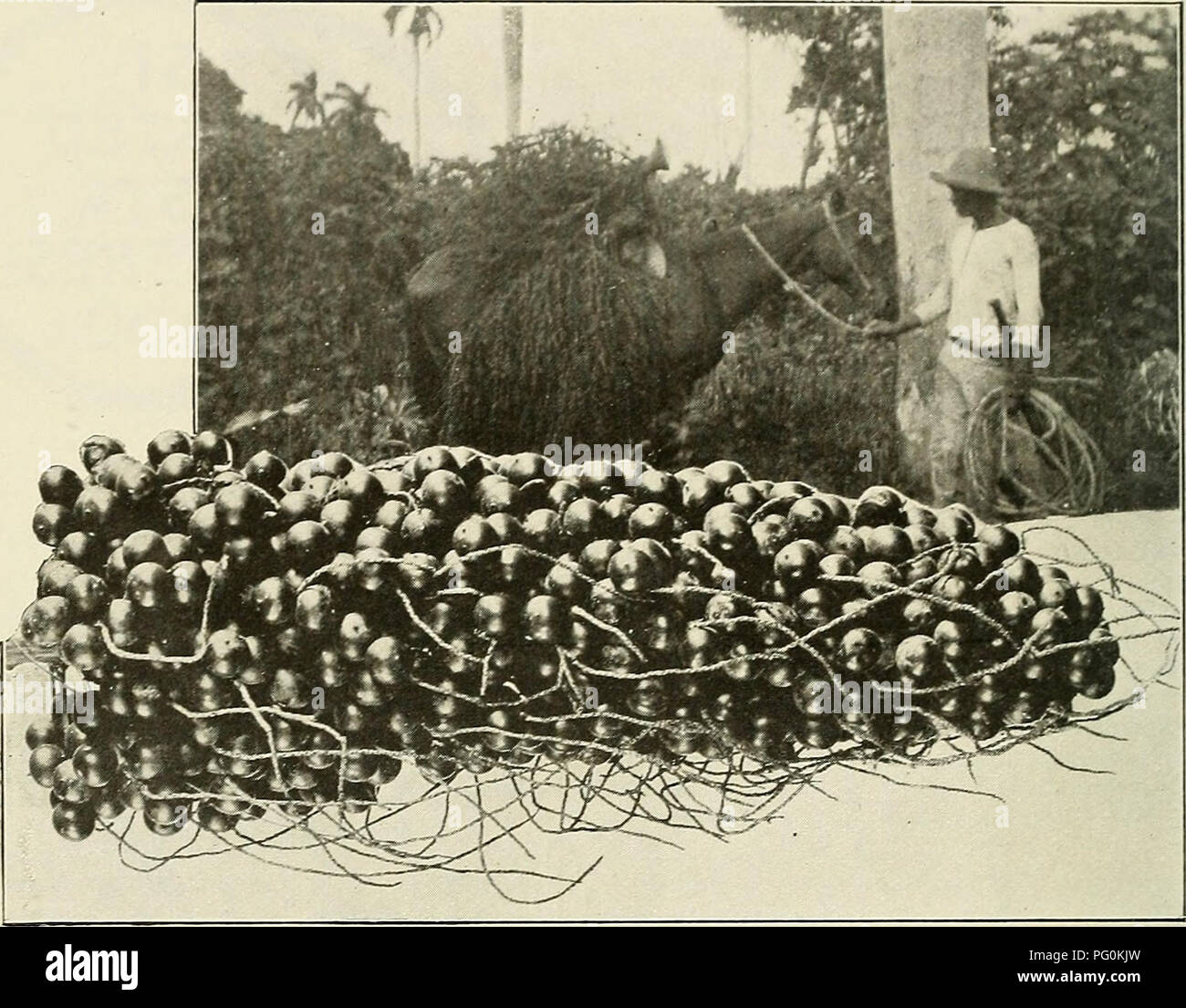 Including the five branches hi-res stock photography and images - Alamy