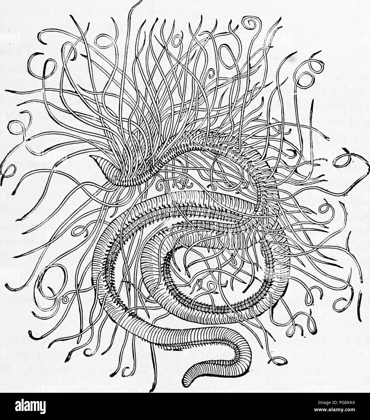 Nereis Virens Structure