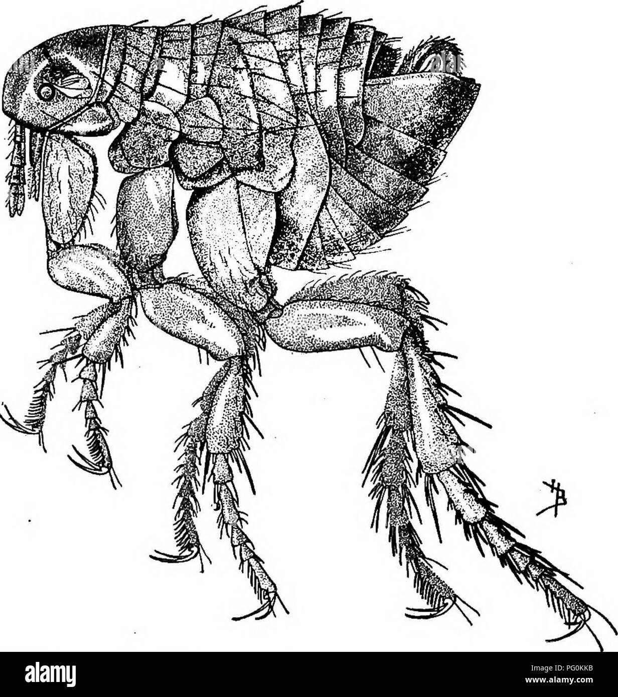 Mal carrier hi-res stock photography and images - Alamy