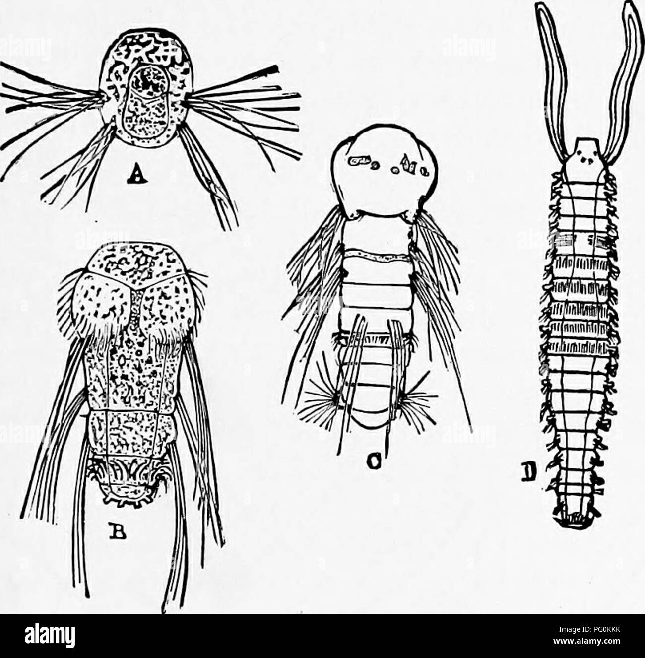 This zoology textbook explores the reproductive and developmental ...