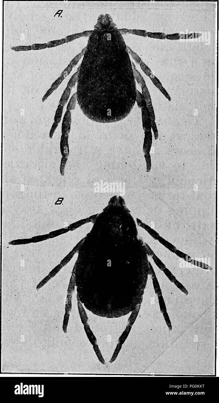 Tick in mammals Black and White Stock Photos & Images - Alamy