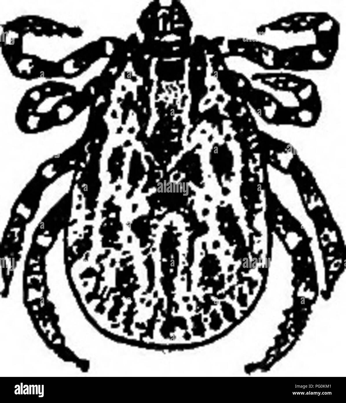 Tick nymph Black and White Stock Photos & Images - Alamy