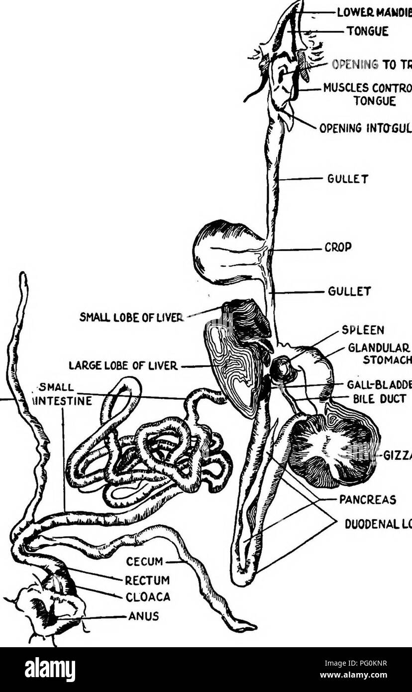 Cecum Black and White Stock Photos & Images - Alamy