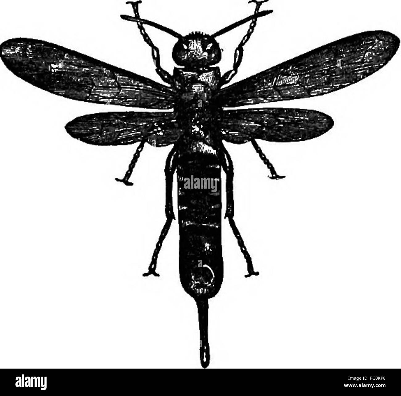 This work focuses on the Saw-Fly family, describing the physical ...