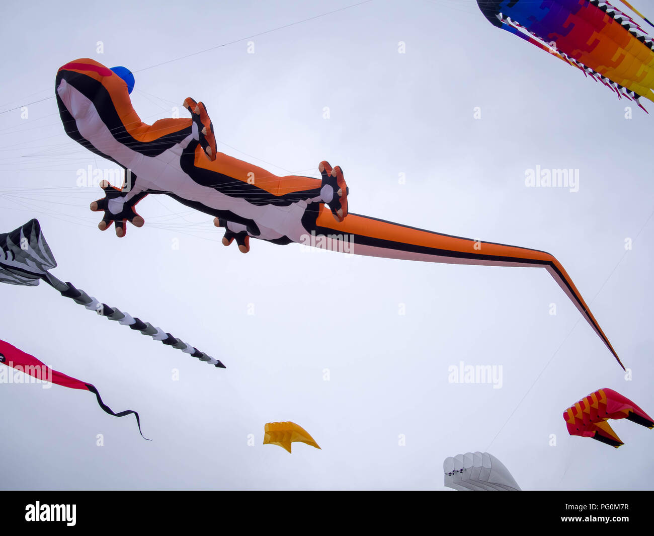 A lizard kite flying against a cloudy grey sky at Portsmouth ...