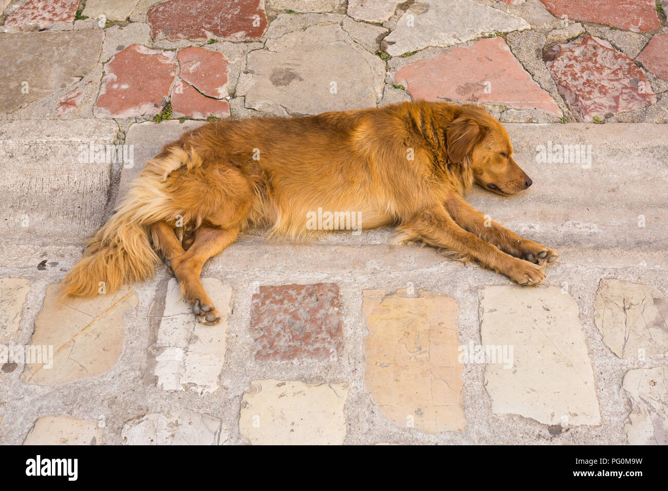 Golden brown coloured fur lazy pet canine dog laying down and sleeping ...