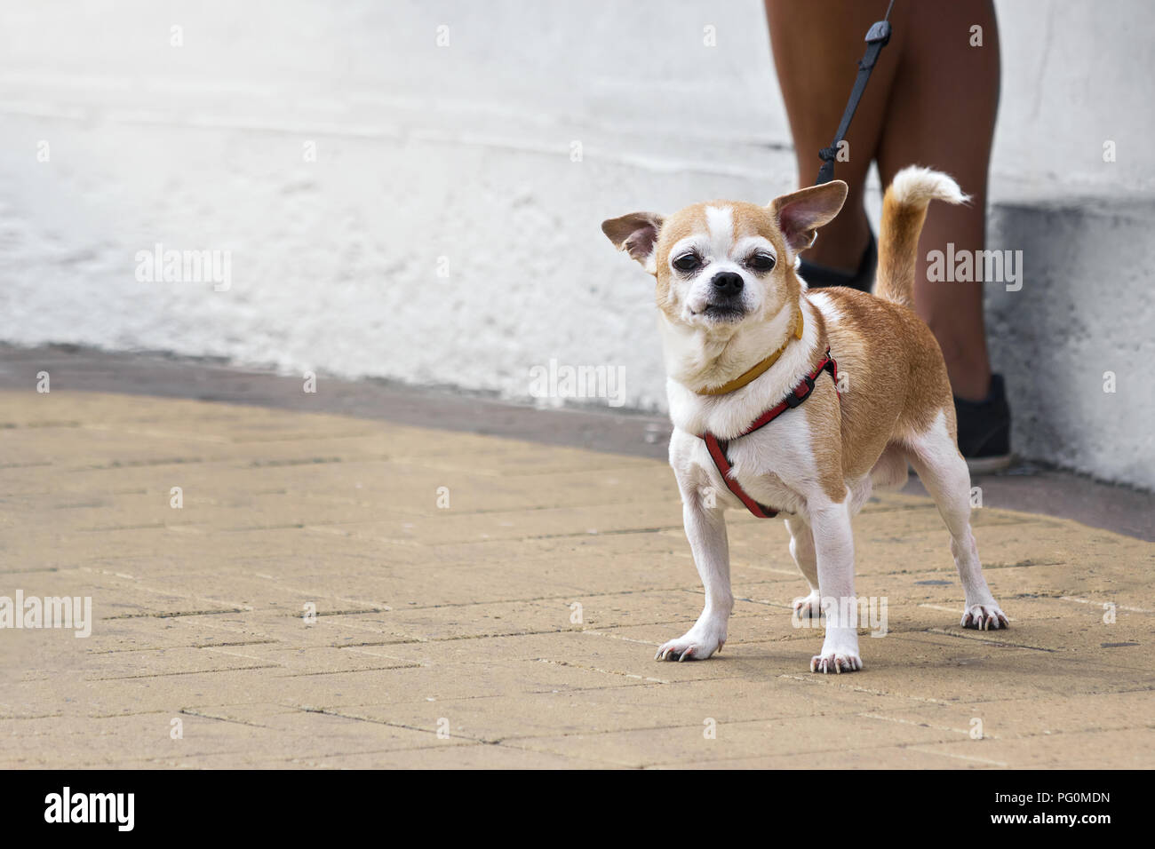 Small boy on fence hi-res stock photography and images - Alamy