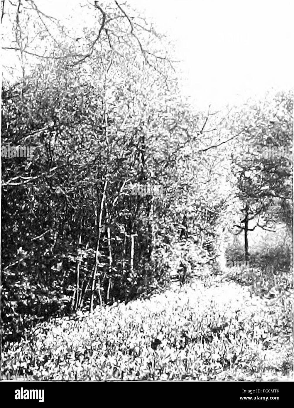 This book explores the vocalizations of various birds, including the ...