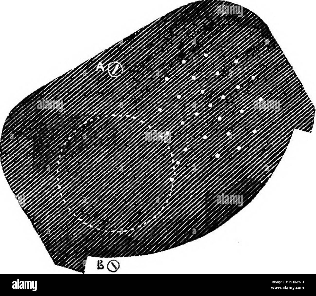 Poking for food Black and White Stock Photos & Images - Alamy
