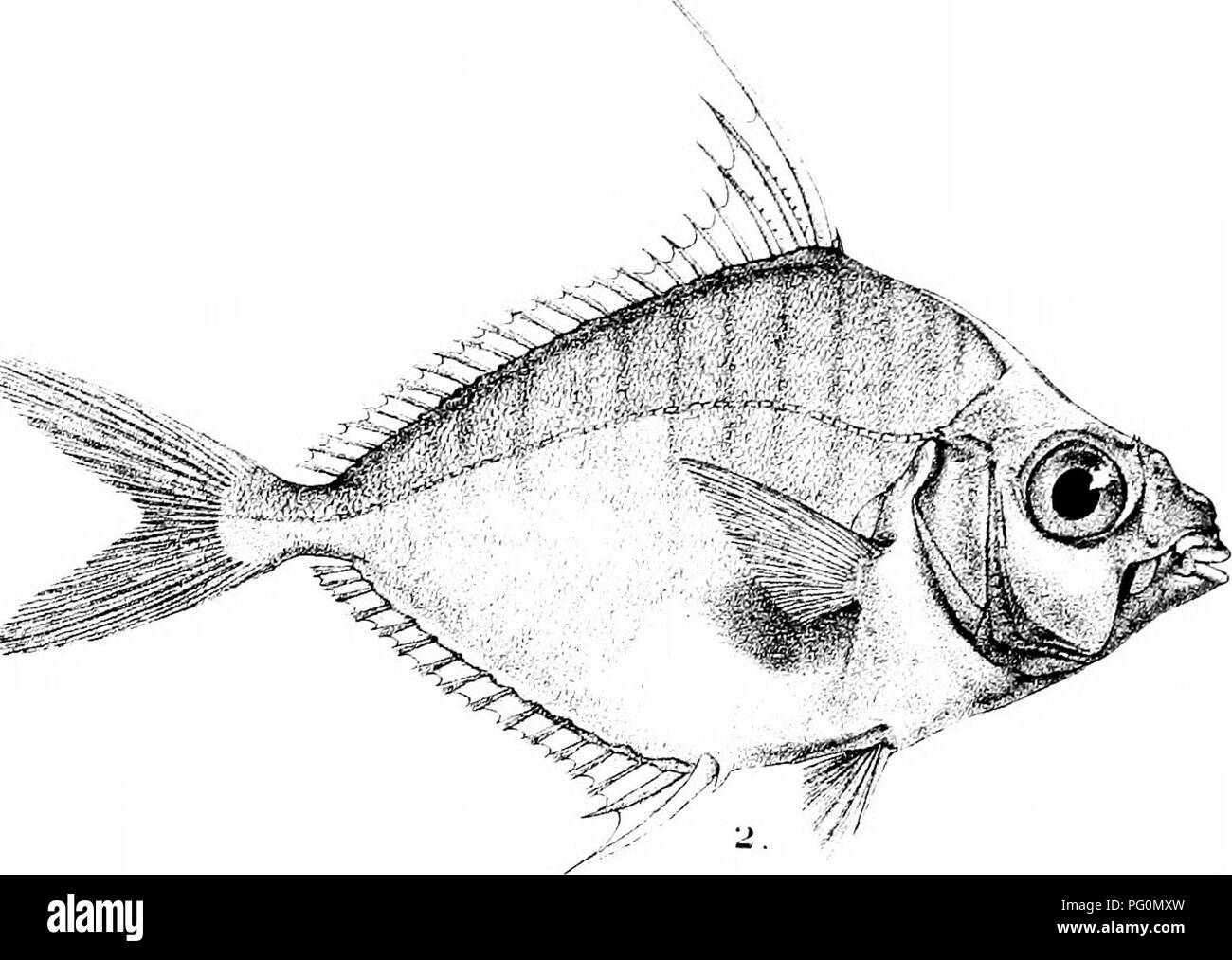 Francis Day's 1889 work details the fish species inhabiting the seas ...