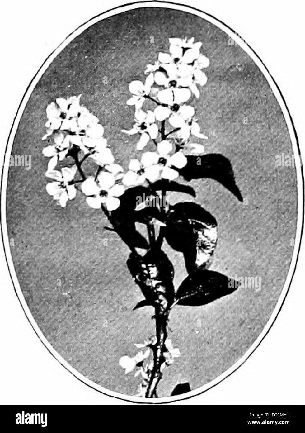 Largest thrush hi-res stock photography and images - Alamy