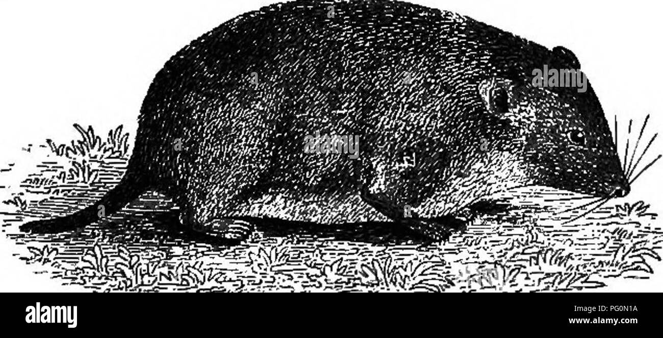 Stoat in grass Black and White Stock Photos & Images - Alamy