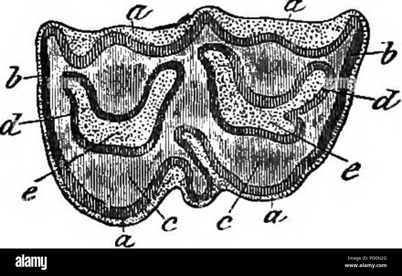 Human dentition illustration Black and White Stock Photos & Images - Alamy