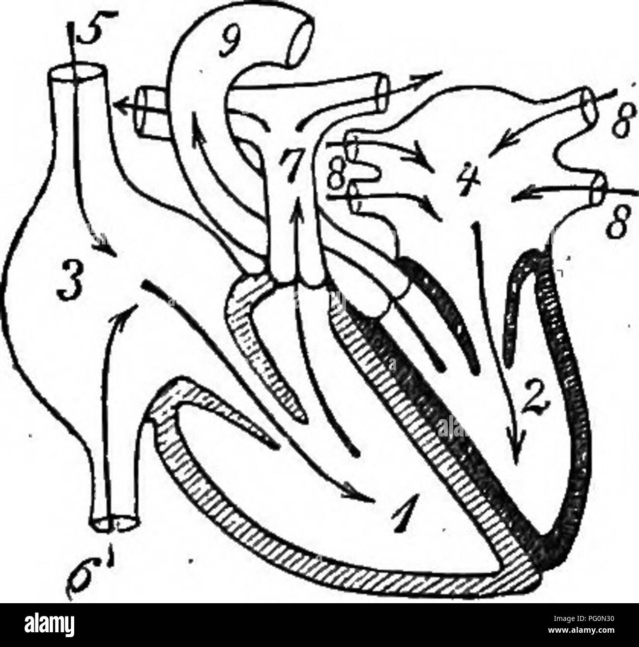Agricultural zoology examines the circulatory system in mammals and ...
