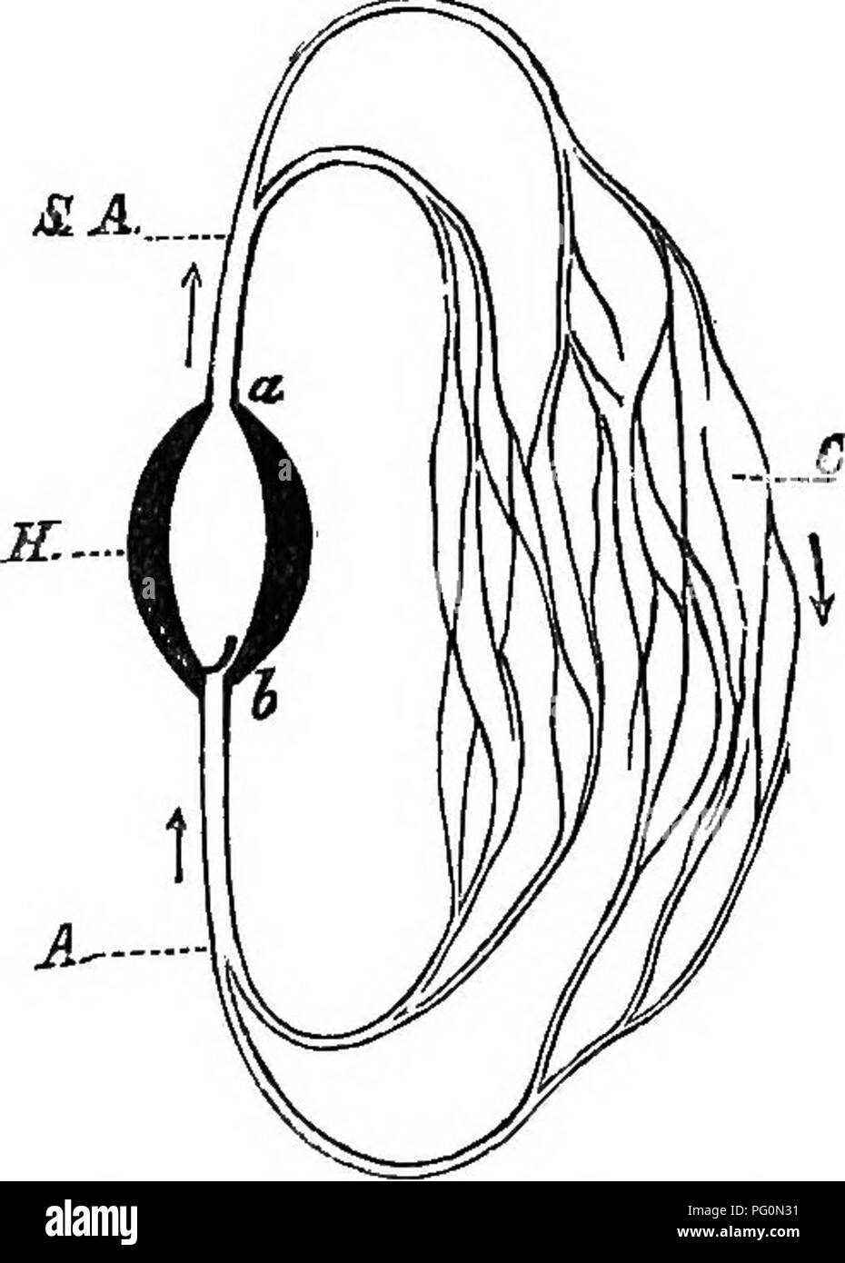 Blood flows through tubes Black and White Stock Photos & Images - Alamy