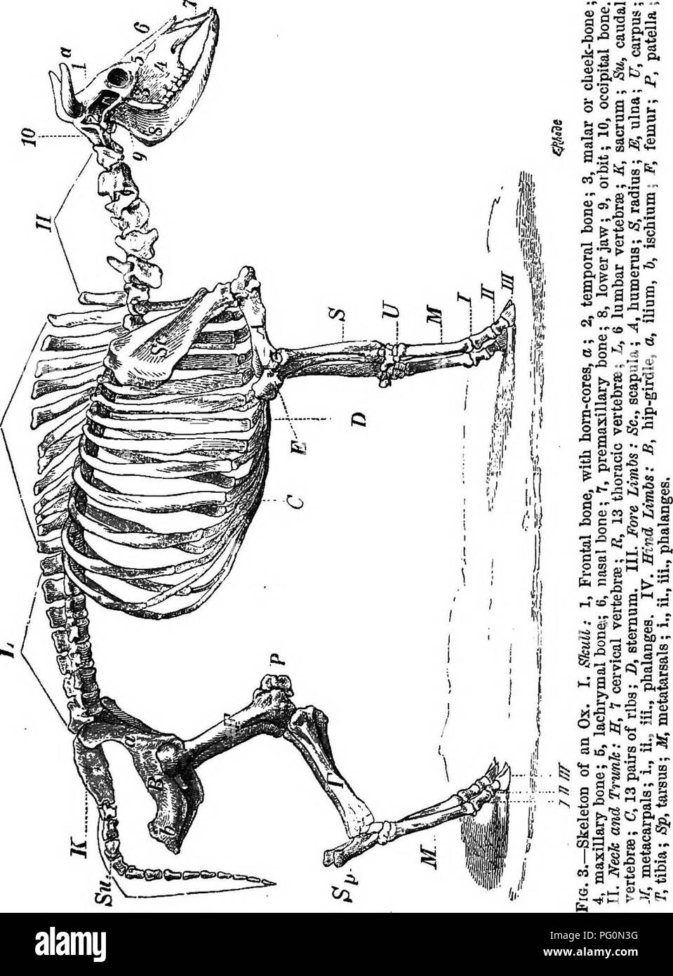 This zoological work explores the biology of agricultural animals ...