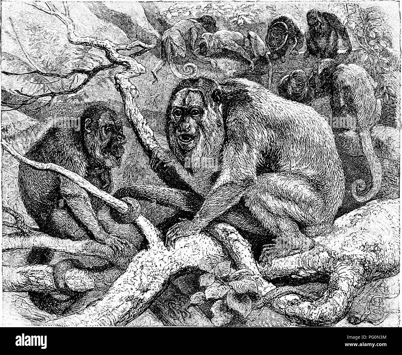 Raise of the apes Black and White Stock Photos & Images - Alamy