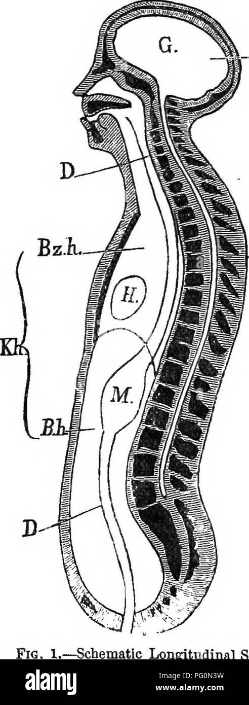 H m brain hi-res stock photography and images - Alamy