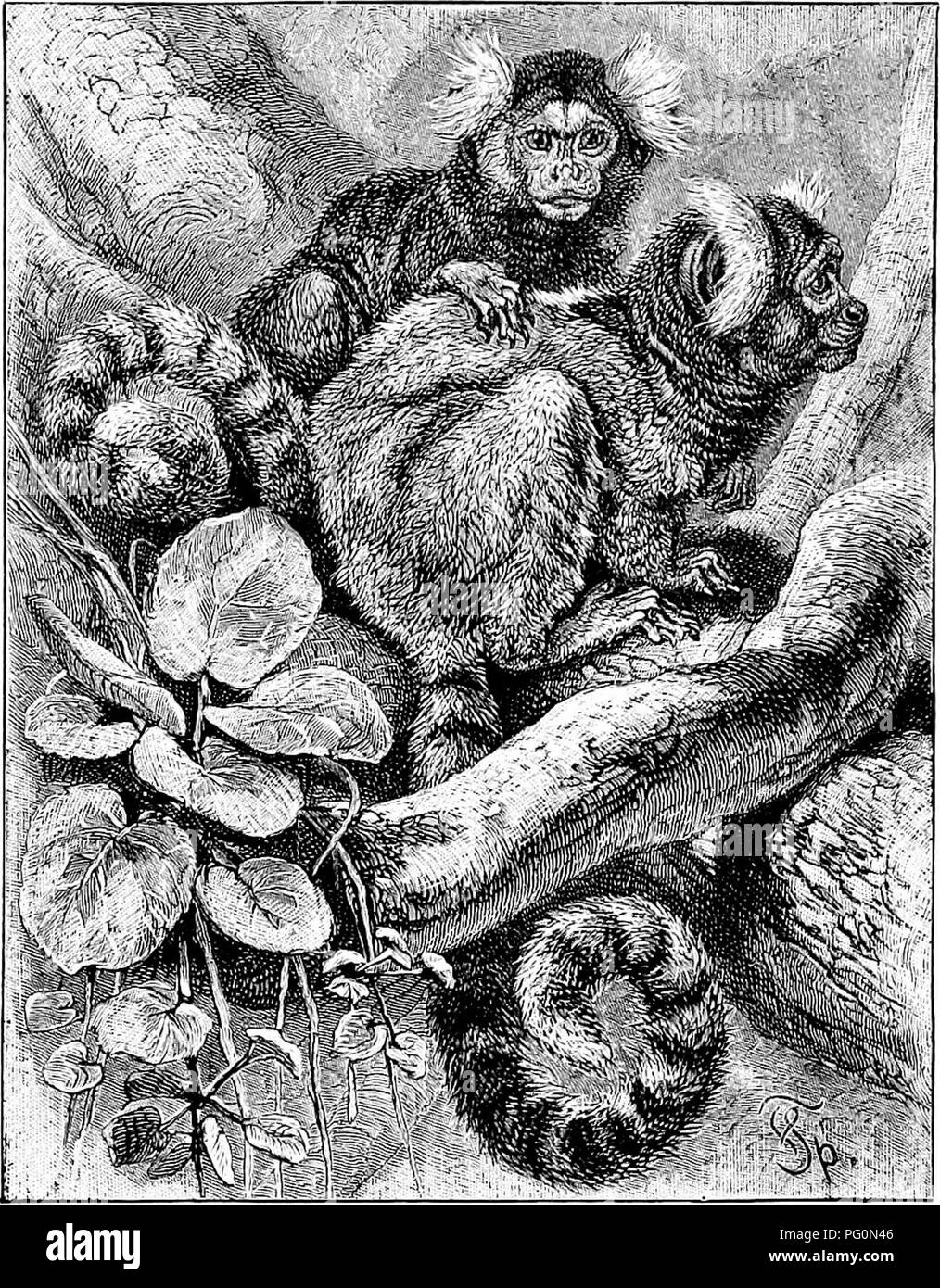 This work examines animal behavior across diverse environments, from ...