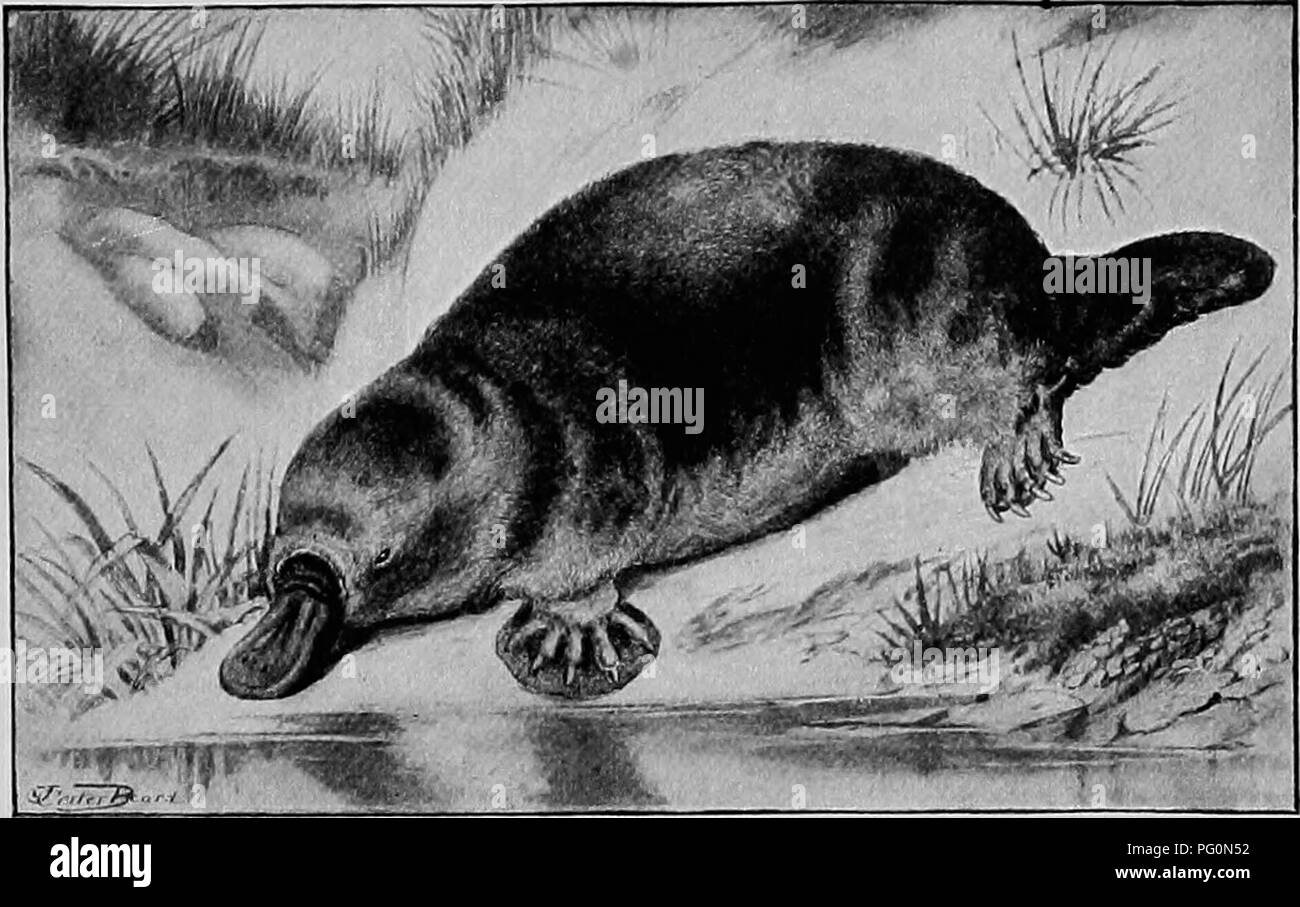 This work provides an overview of the higher animals of North America ...