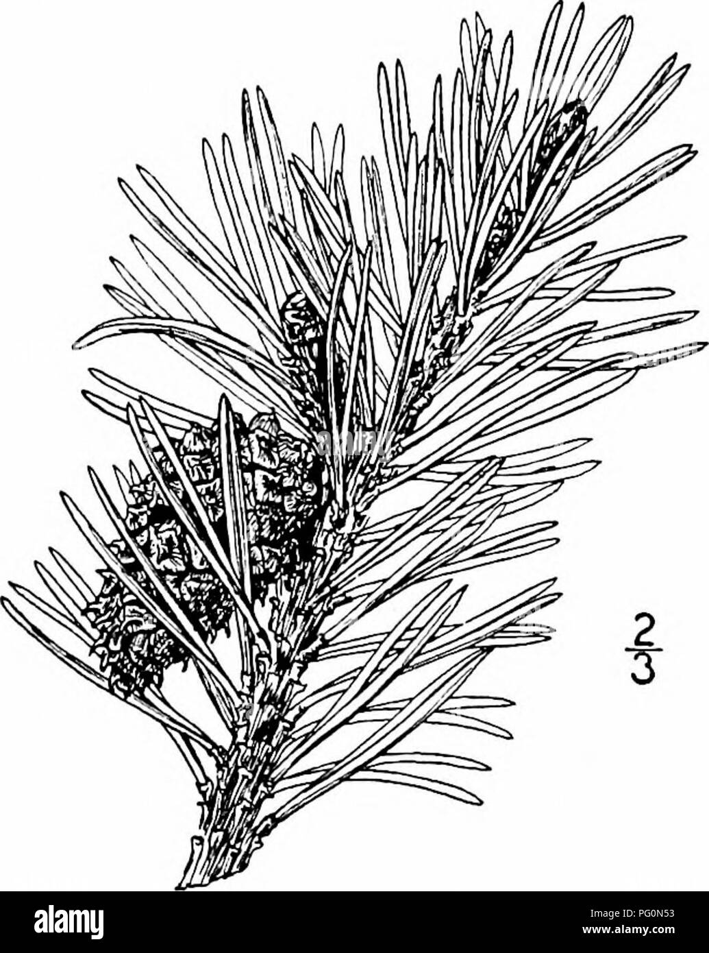This work provides a detailed guide to North American trees, including ...