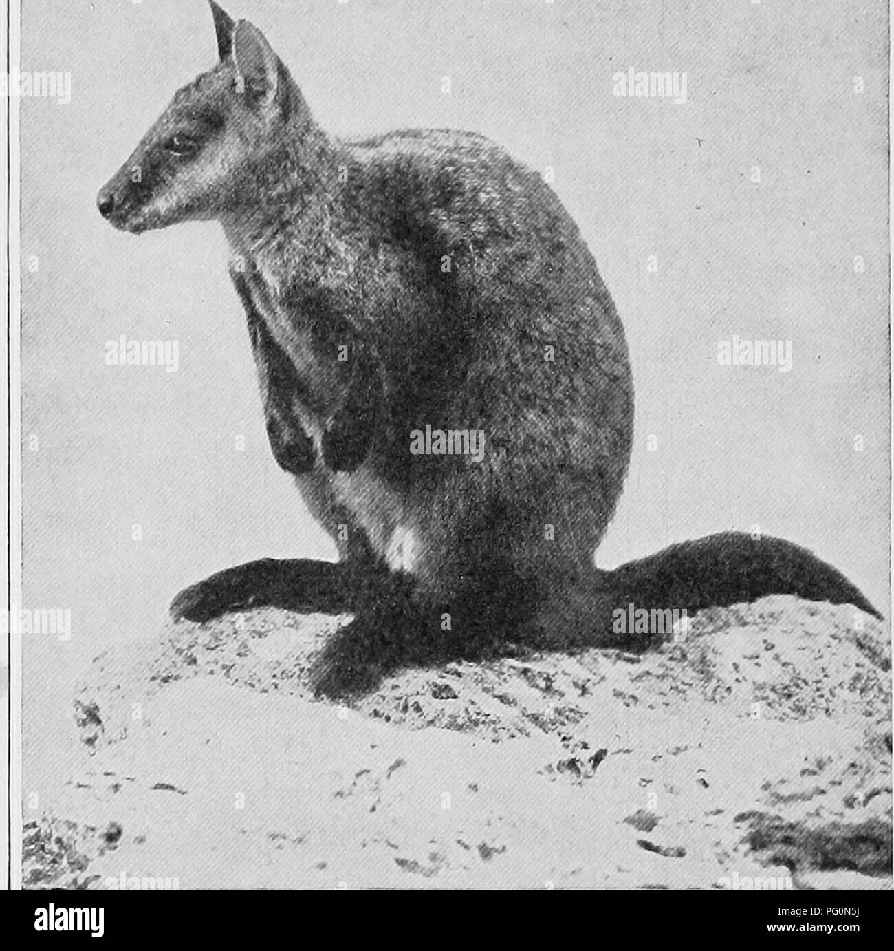 Petrogale penicillata leaping hi-res stock photography and images - Alamy