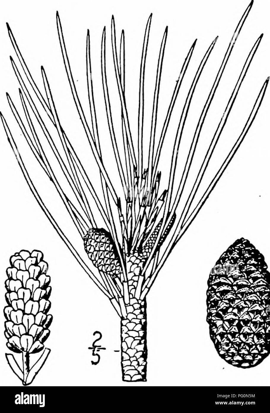 This work provides detailed descriptions and illustrations of native ...