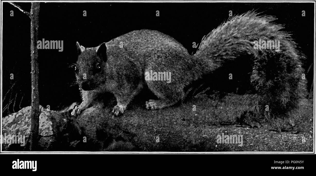 . The American natural history; a foundation of useful knowledge of the ...