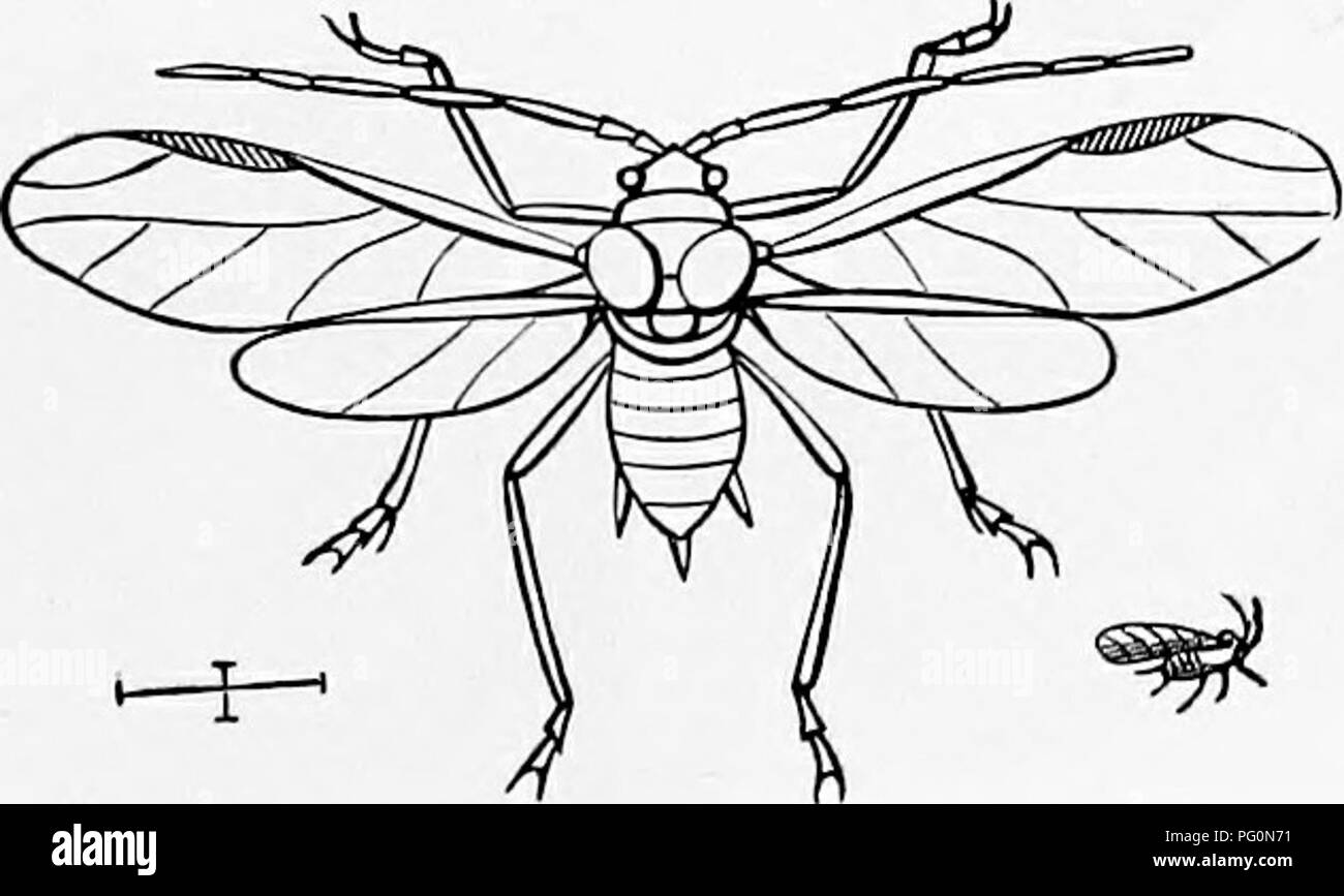 Cochineal insect Black and White Stock Photos & Images - Alamy