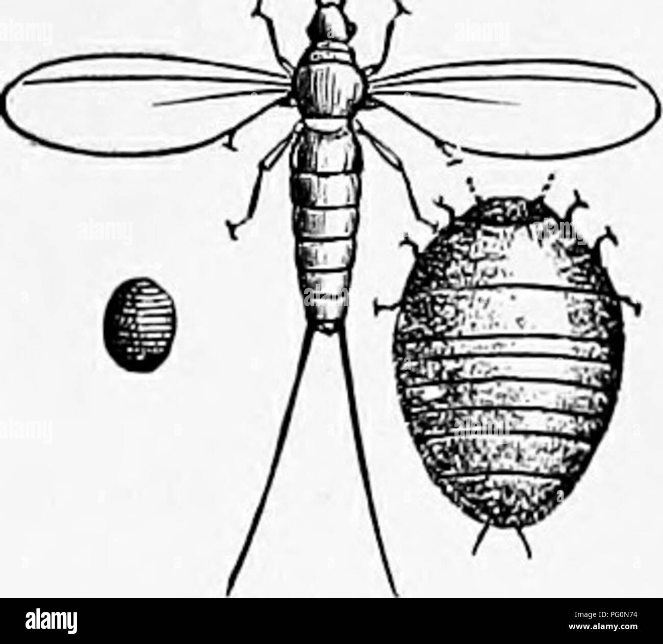 Pig larva hi-res stock photography and images - Alamy