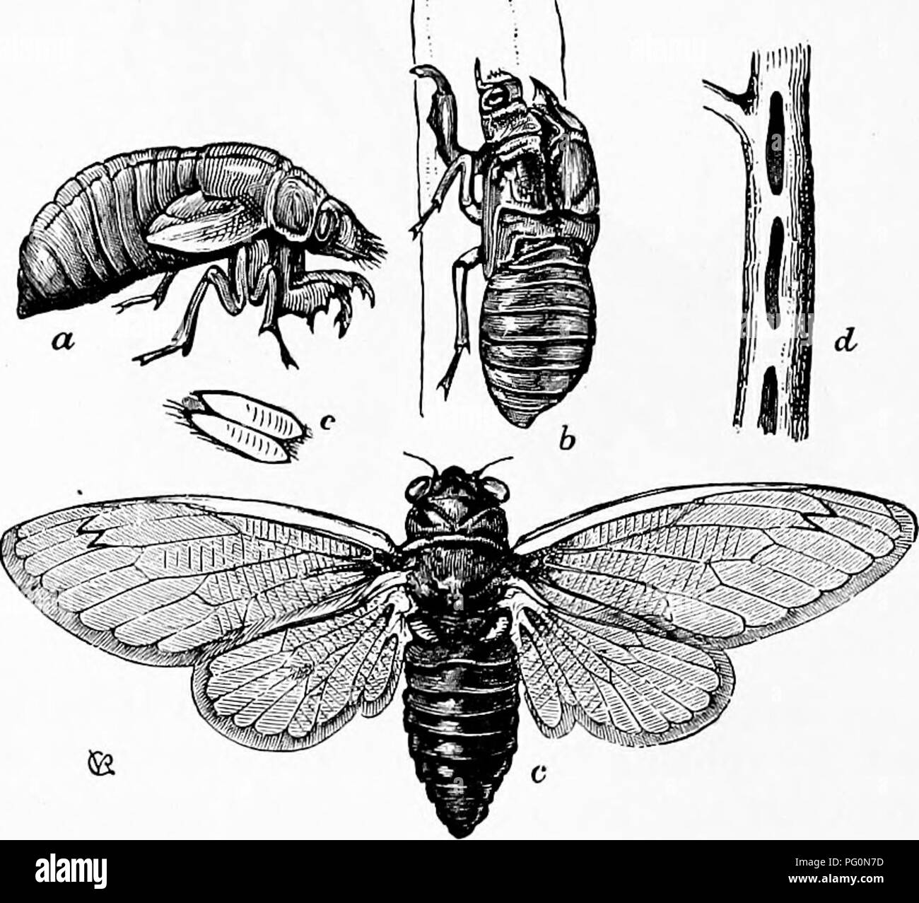 Thrips Black and White Stock Photos & Images - Alamy