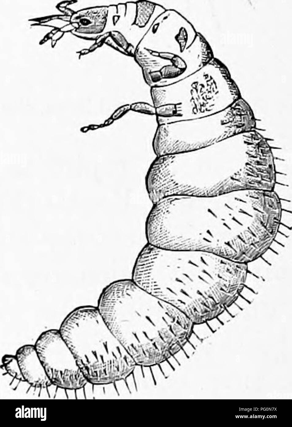 Pig larva hi-res stock photography and images - Alamy