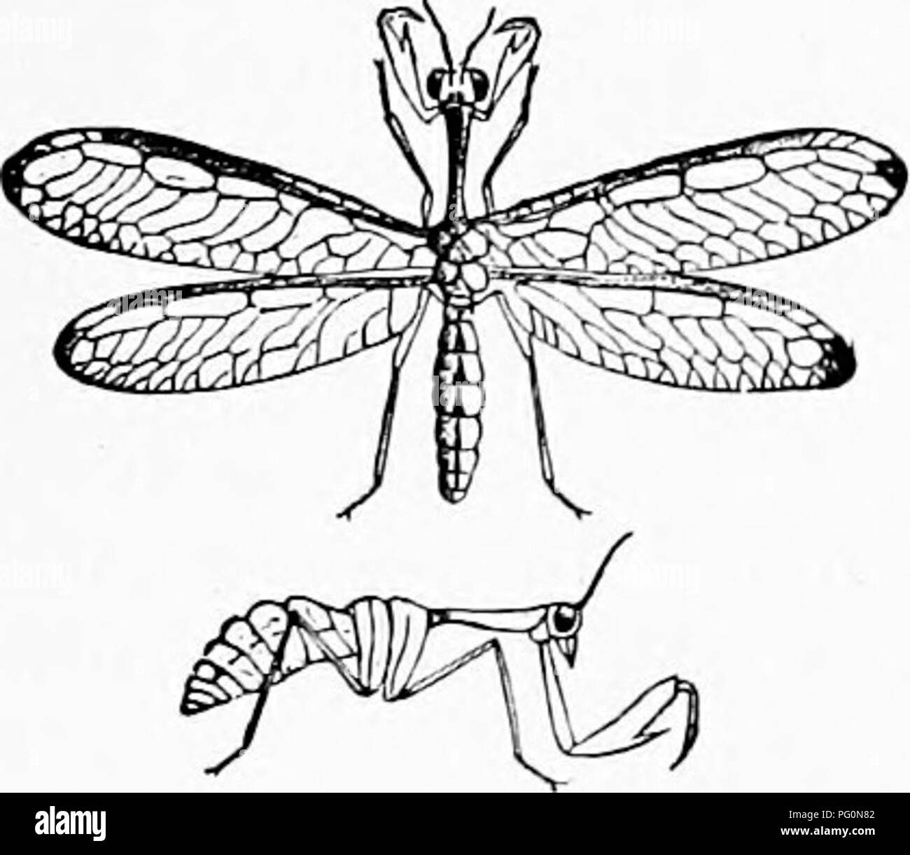 Termite colonies Black and White Stock Photos & Images - Alamy