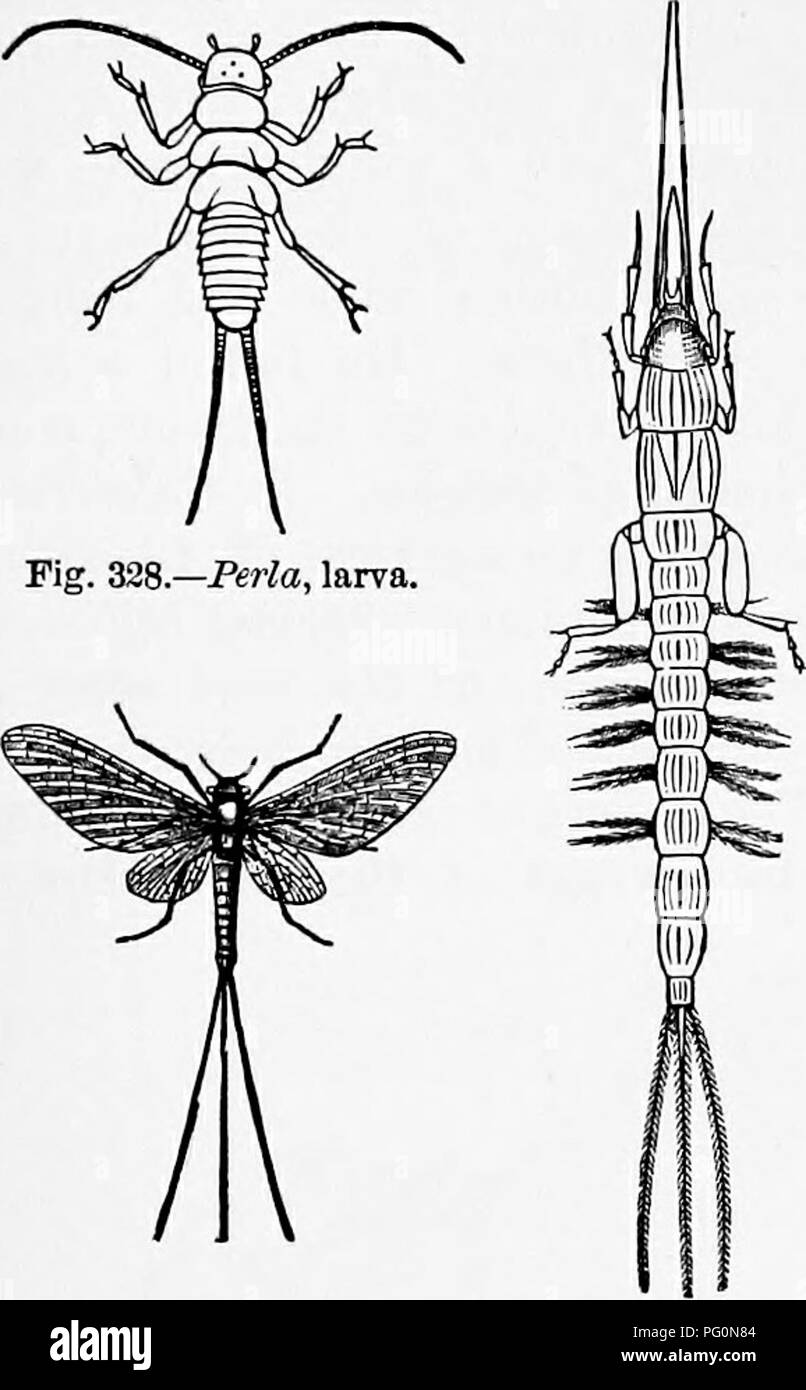 Neuroptera larvae Black and White Stock Photos & Images - Alamy
