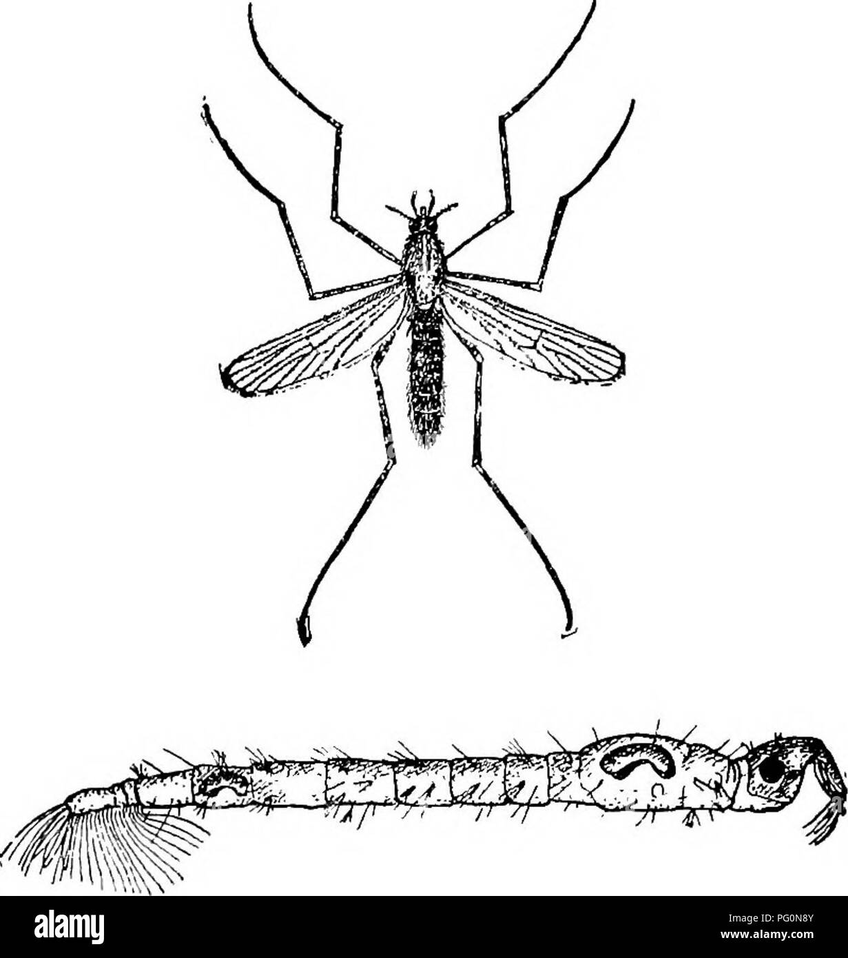 Mosquito salivary gland hi-res stock photography and images - Alamy