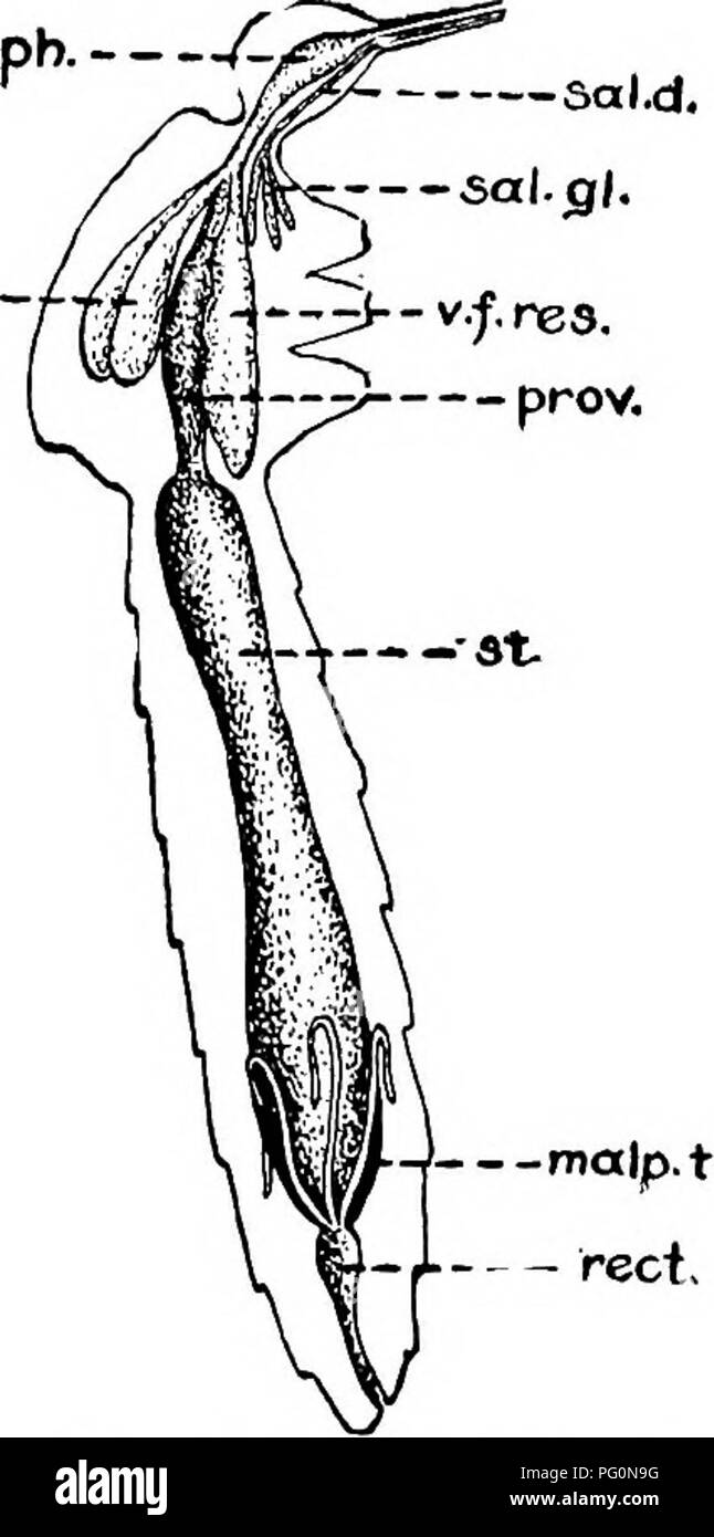 Mosquito salivary gland hi-res stock photography and images - Alamy