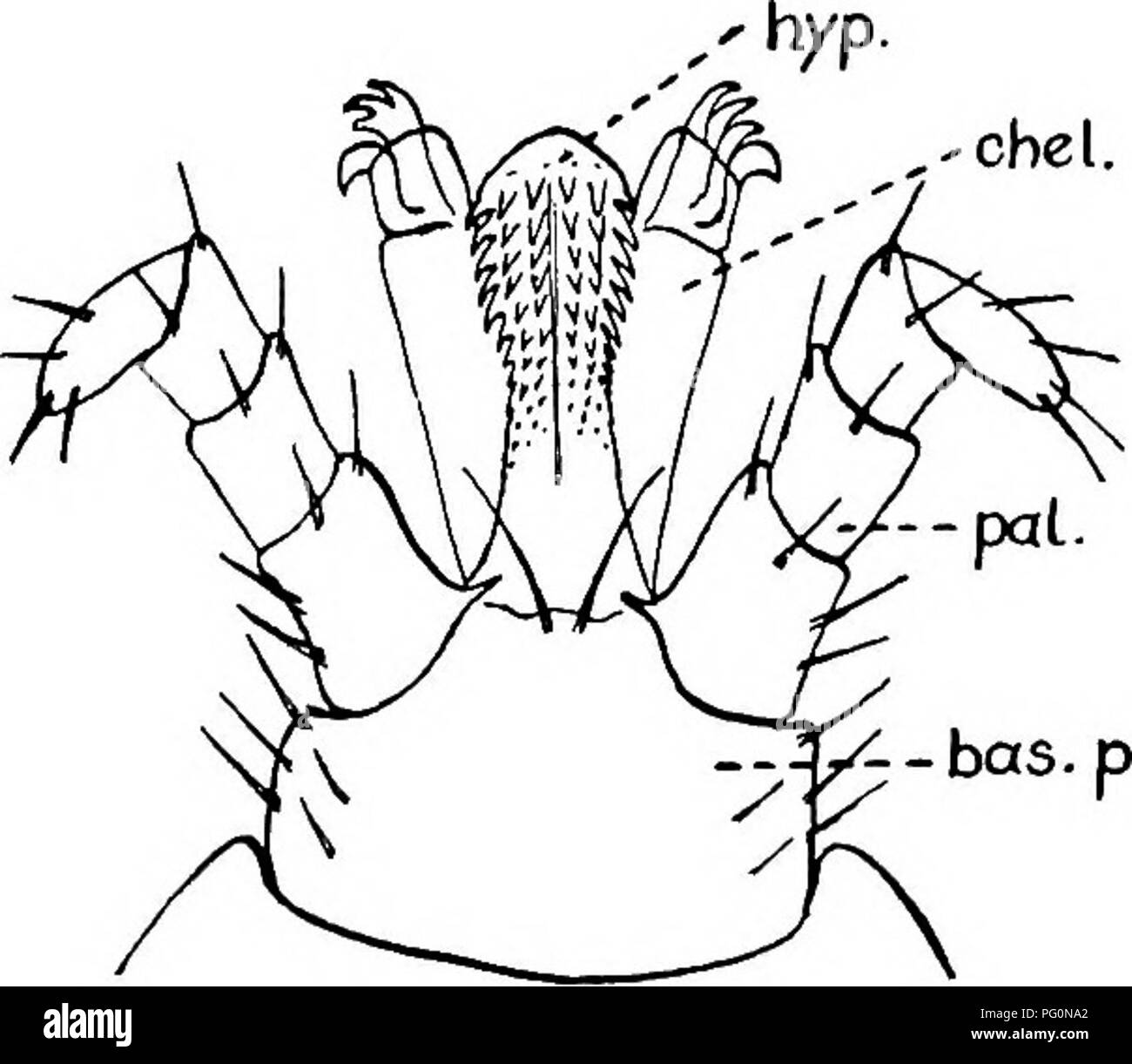Cycle of the tick Black and White Stock Photos & Images - Alamy