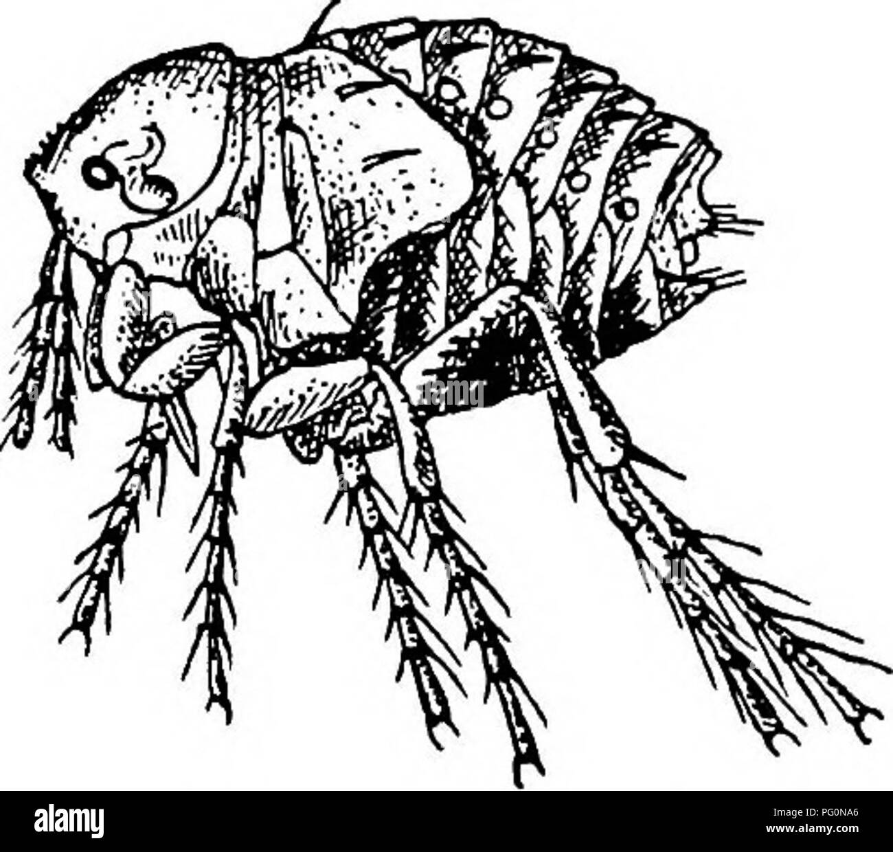 Rats Fleas High Resolution Stock Photography and Images - Alamy